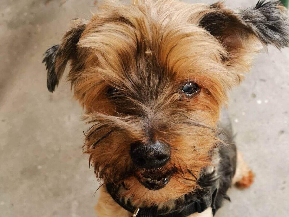 Skopał 16-letniego yorka spacerującego z właścicielką. Sprawca ...