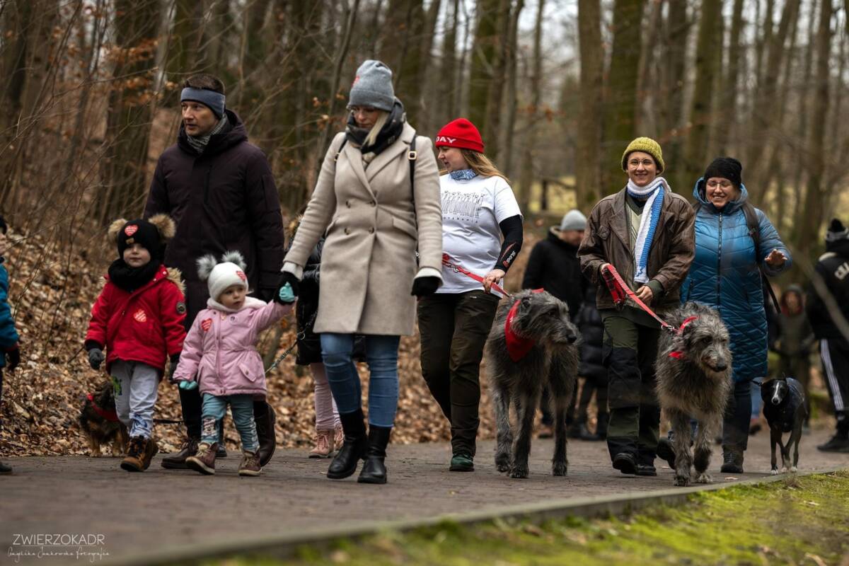 Psia parada w Myślęcinku. Będą też Aria i Elton - charty do zadań ...