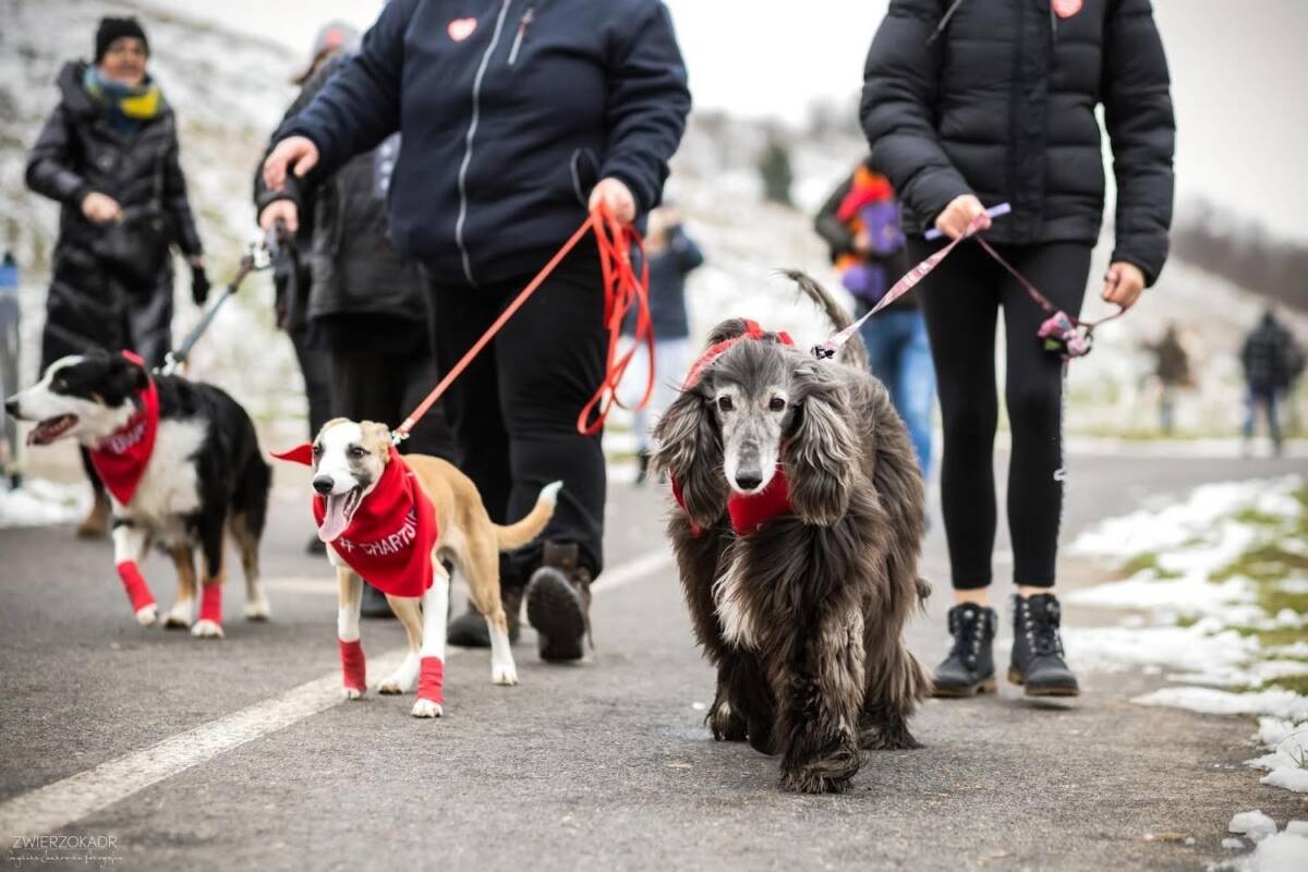WOŚP 2025 w Bydgoszczy. Charty i kundelki na wspólnym charytatywnym ...